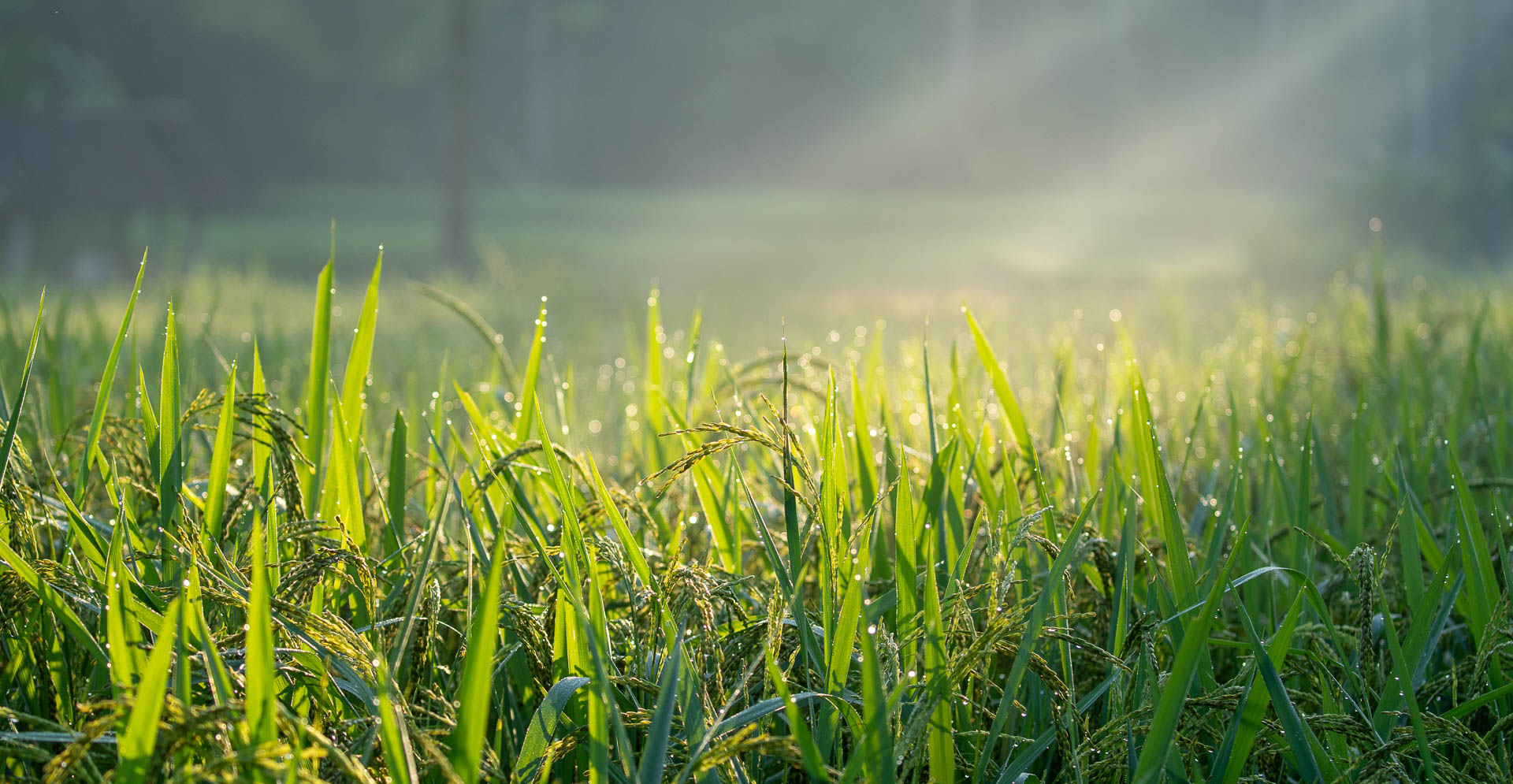 Get Involved: Support Our Work in Bali | Begawan Foundation