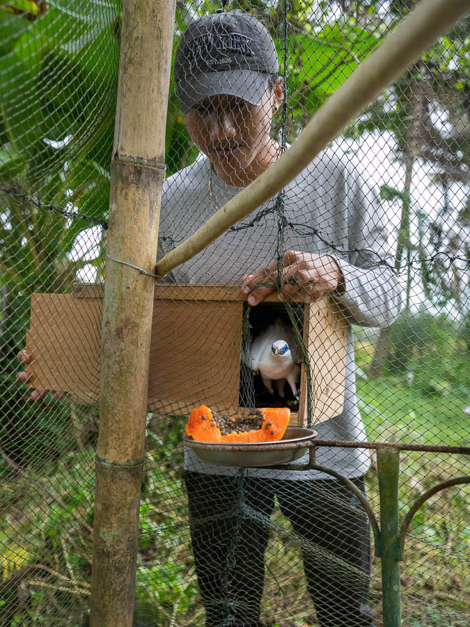 Saving the critically endangered Bali Starling through conservation