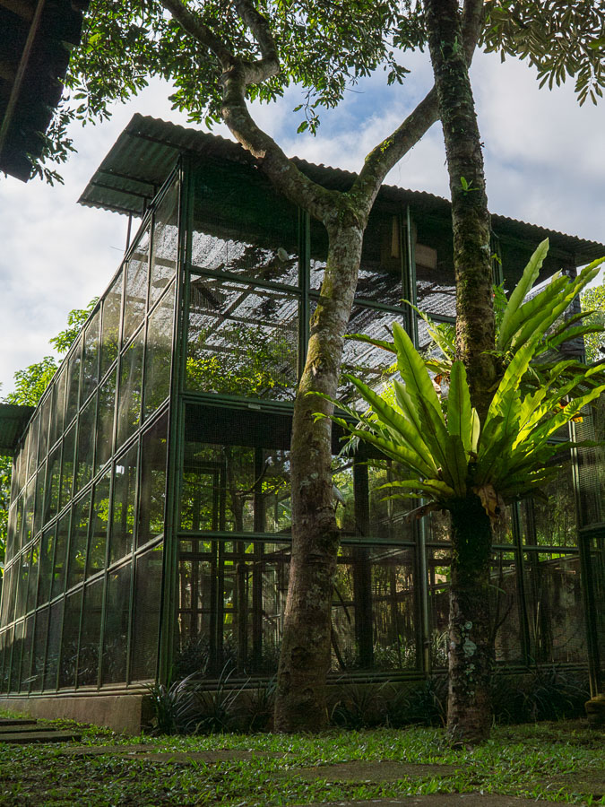 Saving the critically endangered Bali Starling through conservation