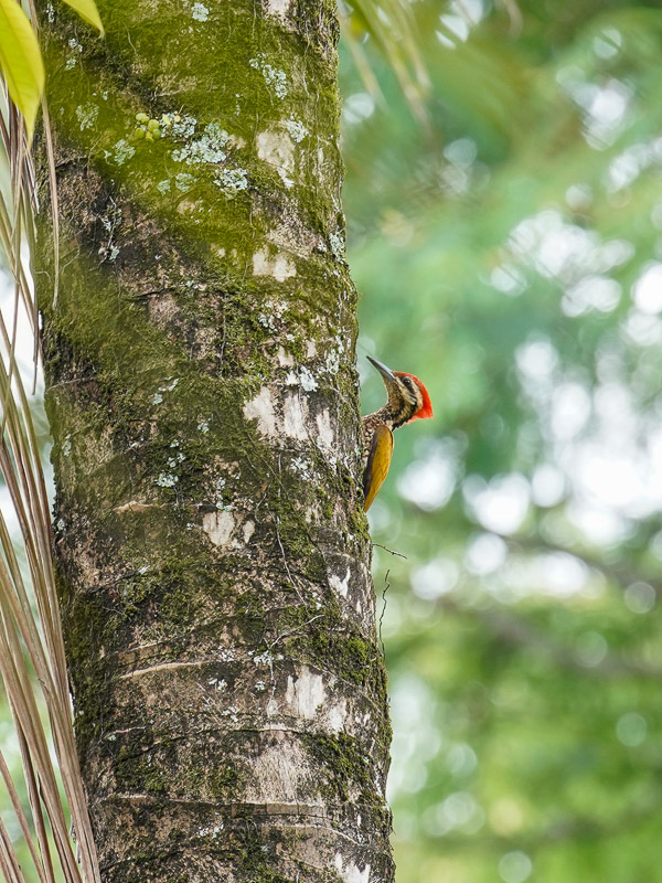 Restoring biodiversity on the Begawan Giri farm