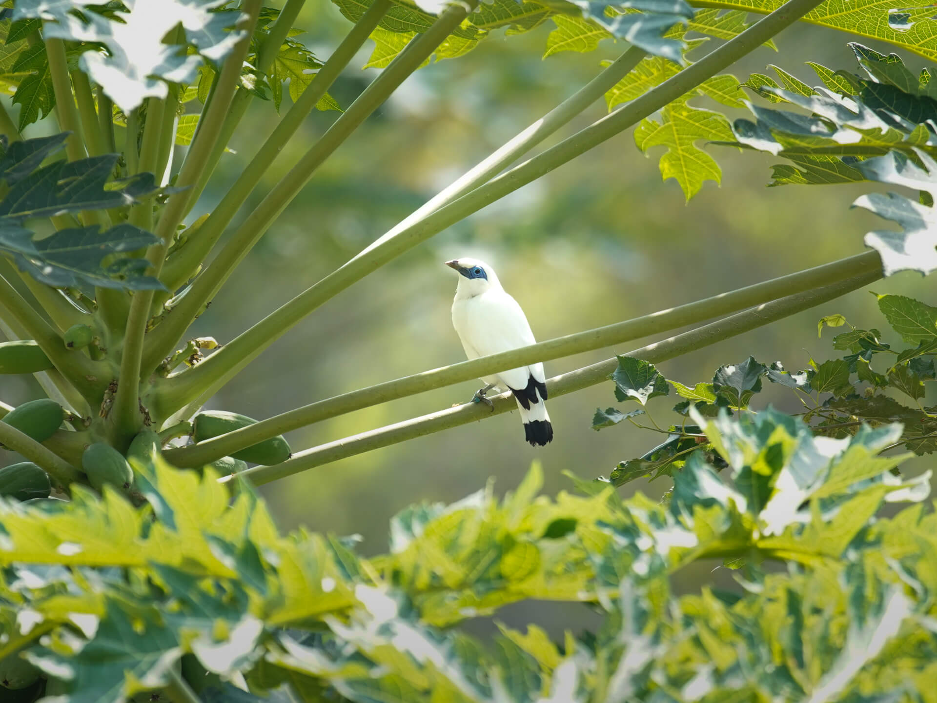 Begawan: Empowering rural communities in Bali through education